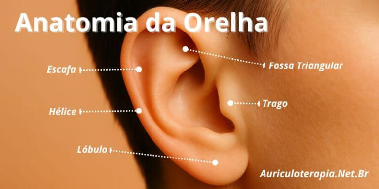Anatomia da Orelha - Auriculoterapia.Net.Br
